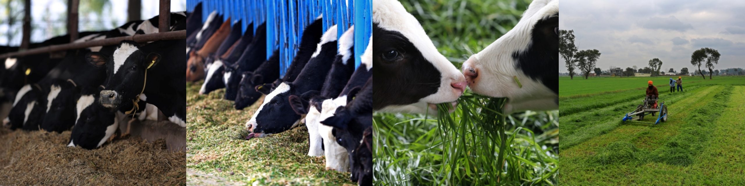 Fodder Development Programme - Punjab Milk Producers Federation ...