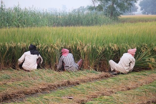 Fodder Development Programme - Punjab Milk Producers Federation ...