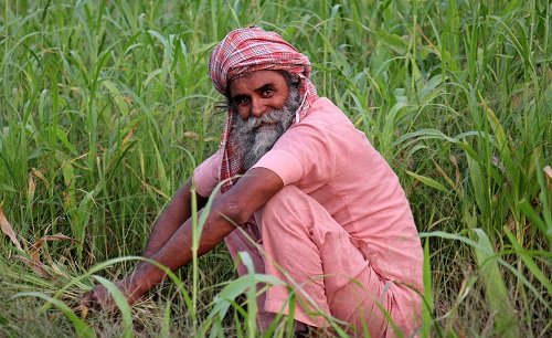 Fodder Development Programme - Punjab Milk Producers Federation ...