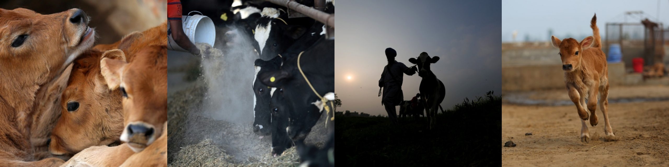 Ration Balancing Programme - Punjab Milk Producers Federation & Cooperative Society, Dairy ...